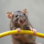 Why Do Rats Eat Wires?