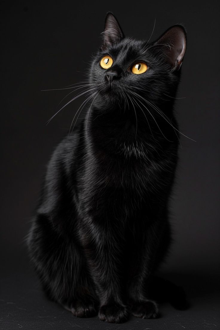 Why Black Cats Are So Sweet | Sarai Chinwag