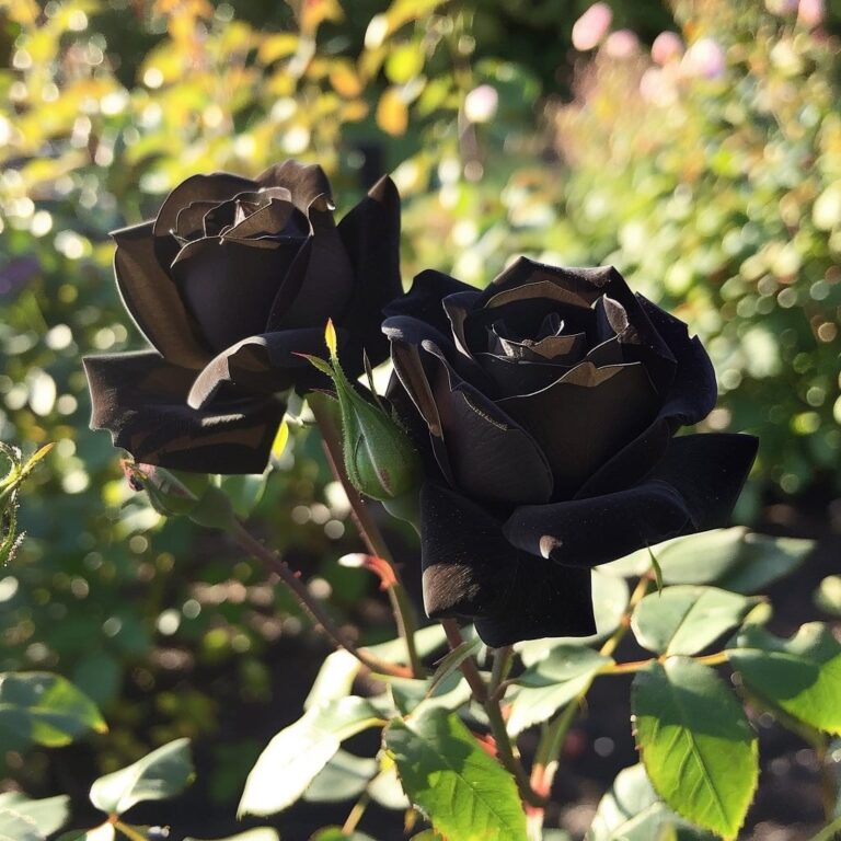 Do Black Roses Exist?