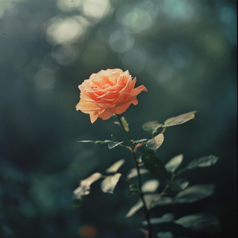 What Do Roses Smell Like?