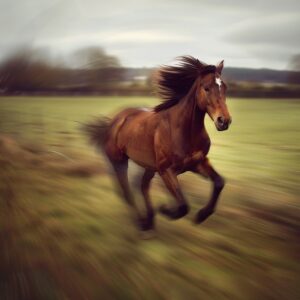 How Fast Do Horses Run?
