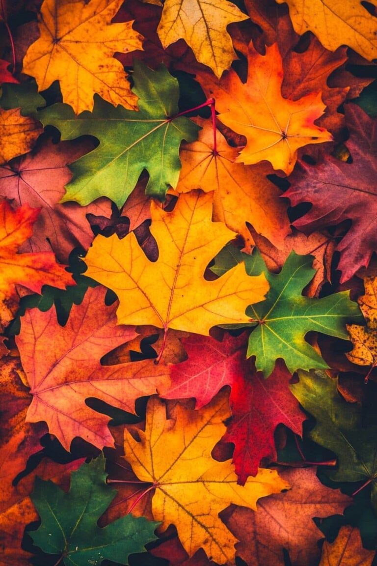 Why Do Leaves Change Colors in the Fall?
